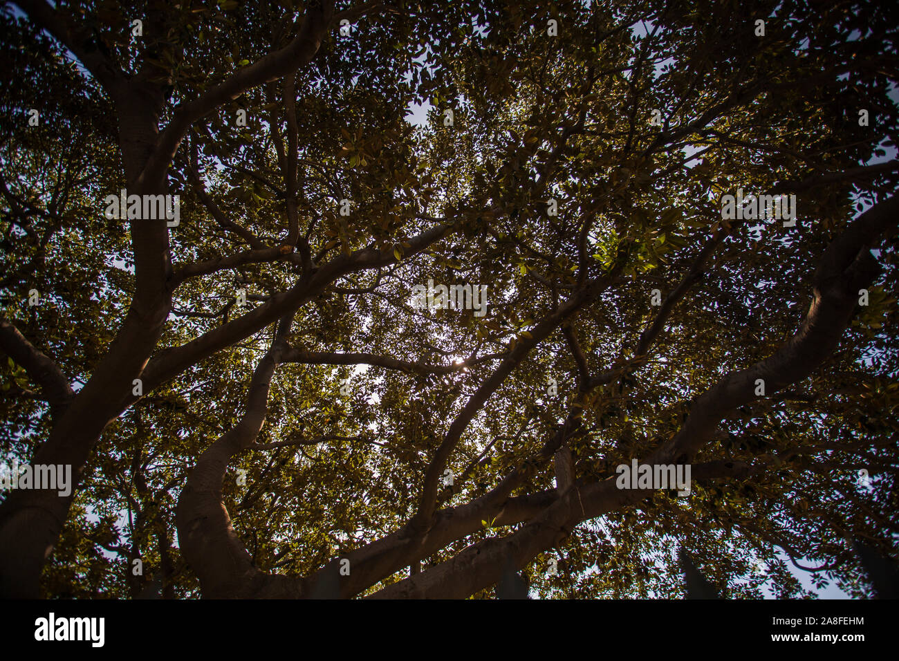 Tree branches texture Stock Photo - Alamy