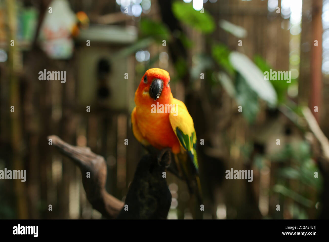 Parrots of thailand hi-res stock photography and images - Alamy