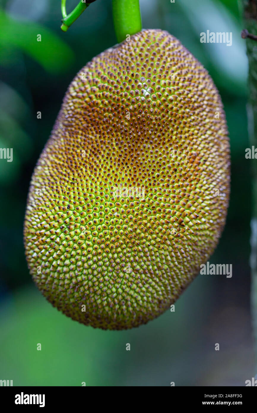 Close up of a jackfruit one of the largest and heaviest fruits on the ...