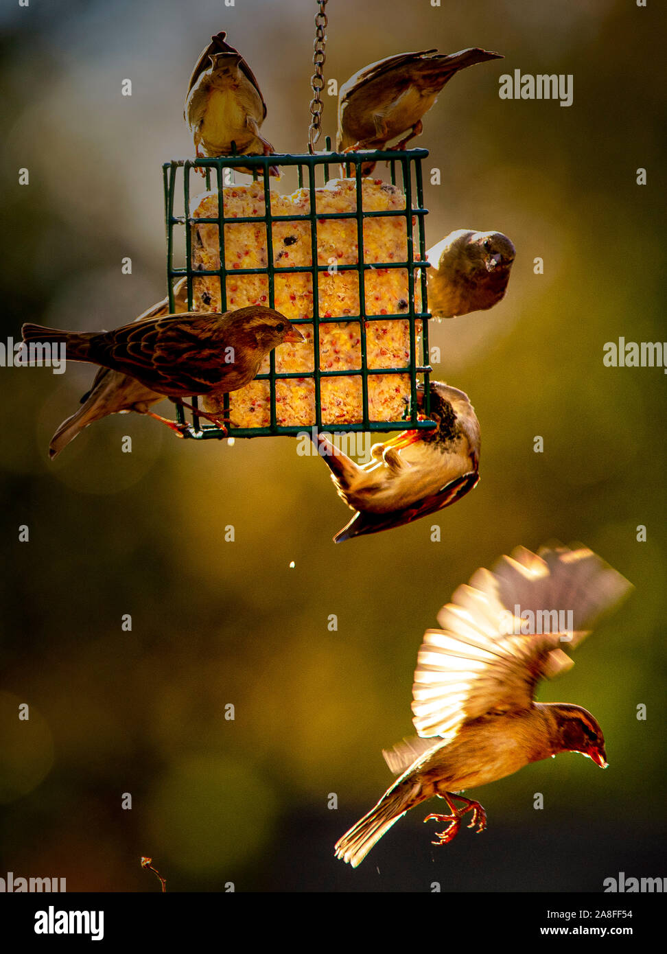 Willing around hi-res stock photography and images - Alamy