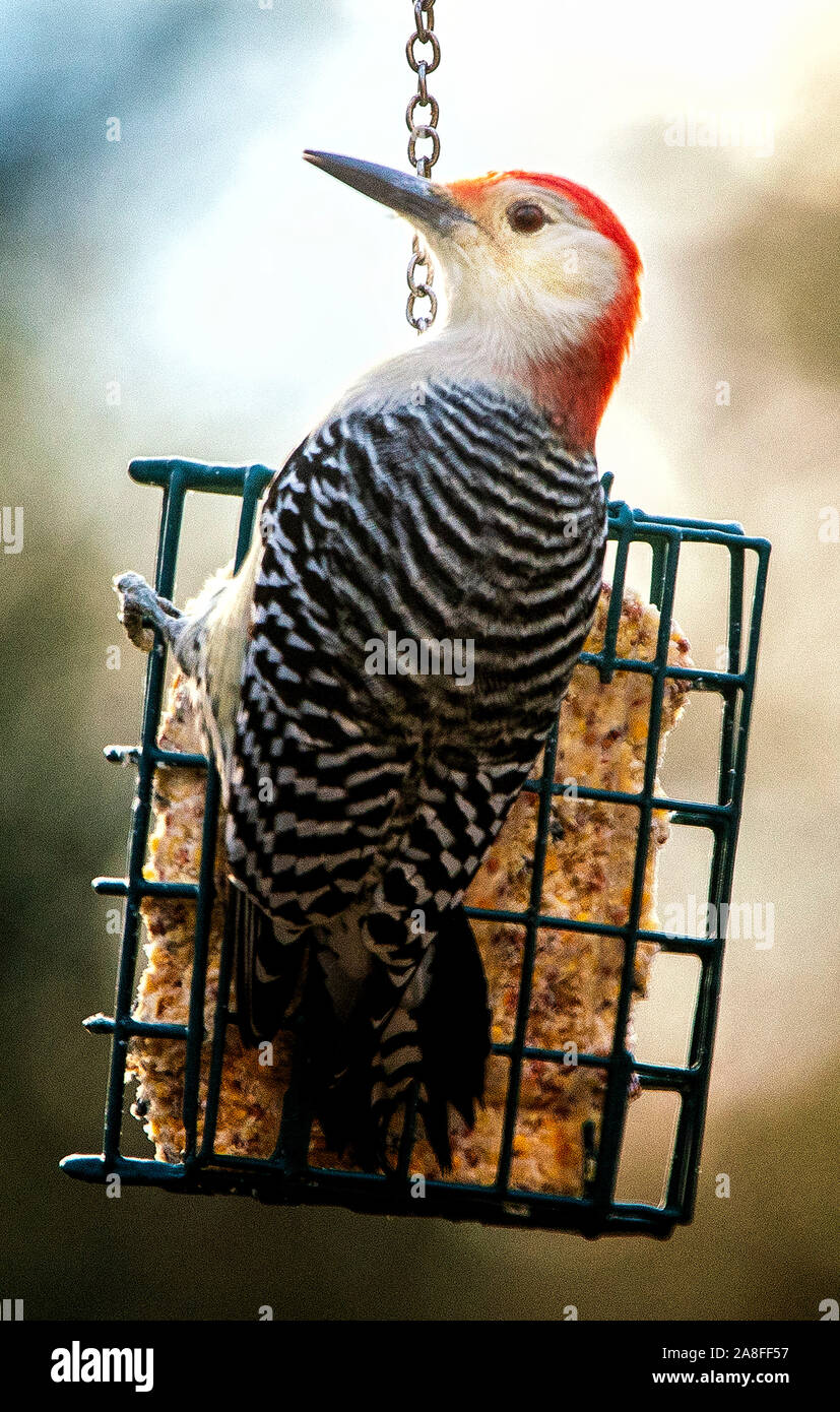 Red on top Stock Photo - Alamy