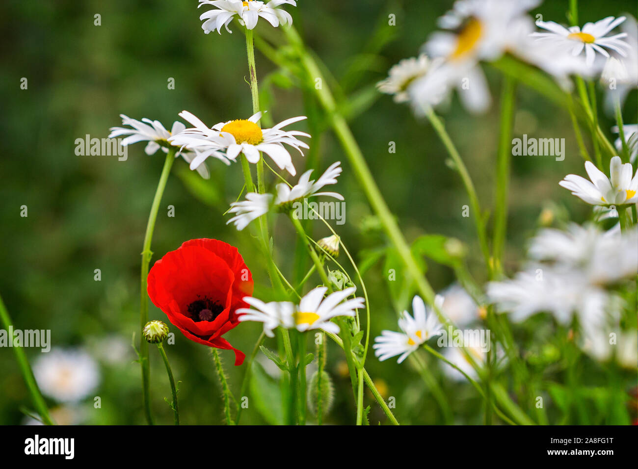 Daisy blooms hi-res stock photography and images - Alamy