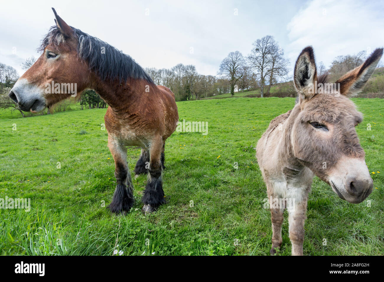 Small Donkey High Resolution Stock Photography and Images - Alamy