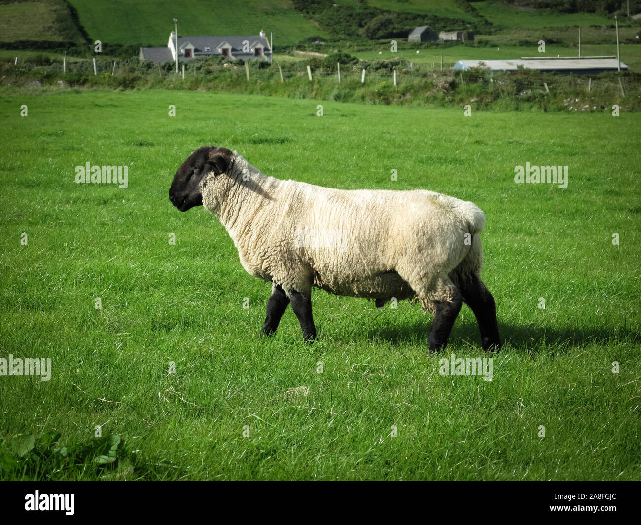 Irish sheep on a green meadow with a farm in the background. Animal ...