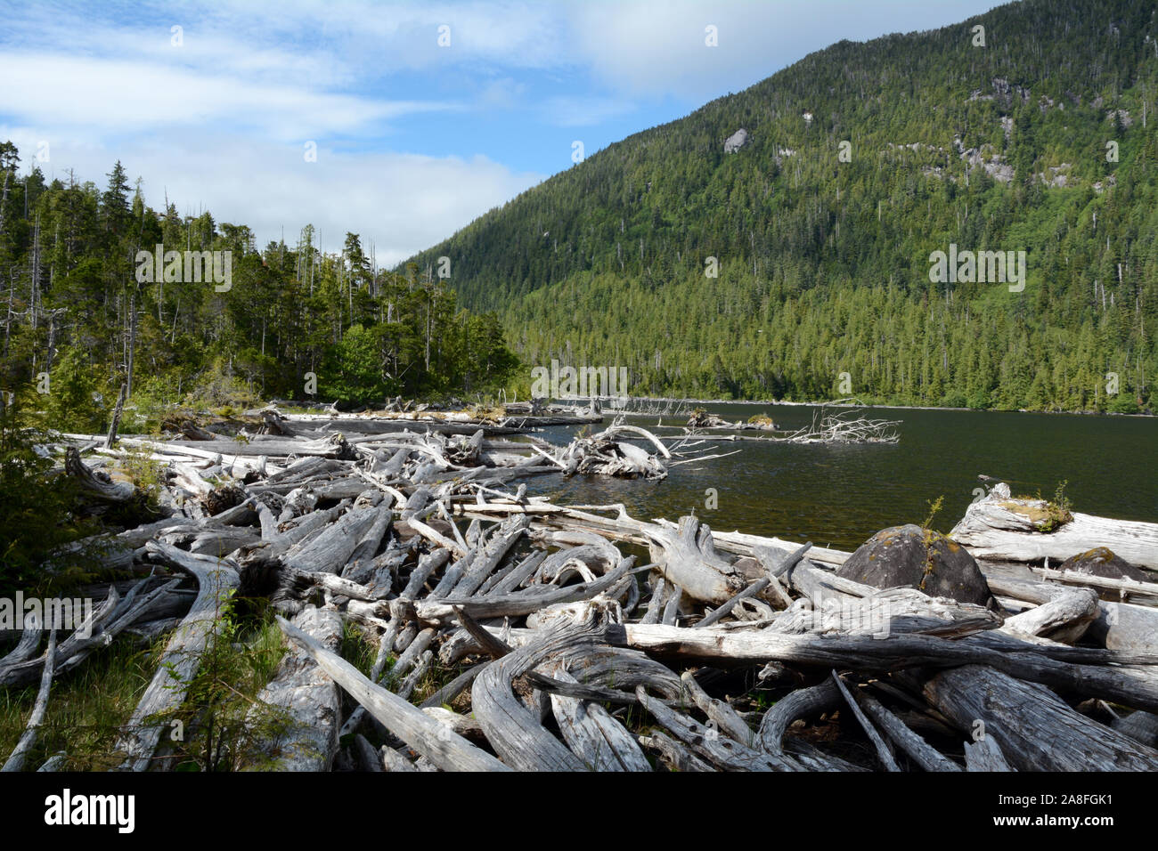 A collection of driftwood at the edge of Webster Lake on Cunningham ...