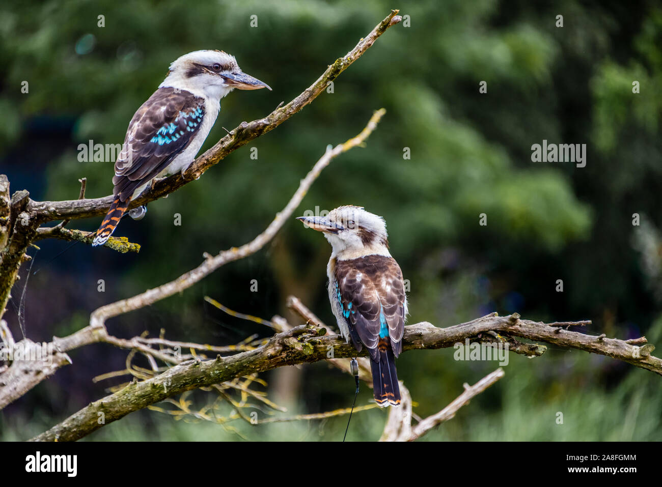 Carnivorous bird hi-res stock photography and images - Alamy