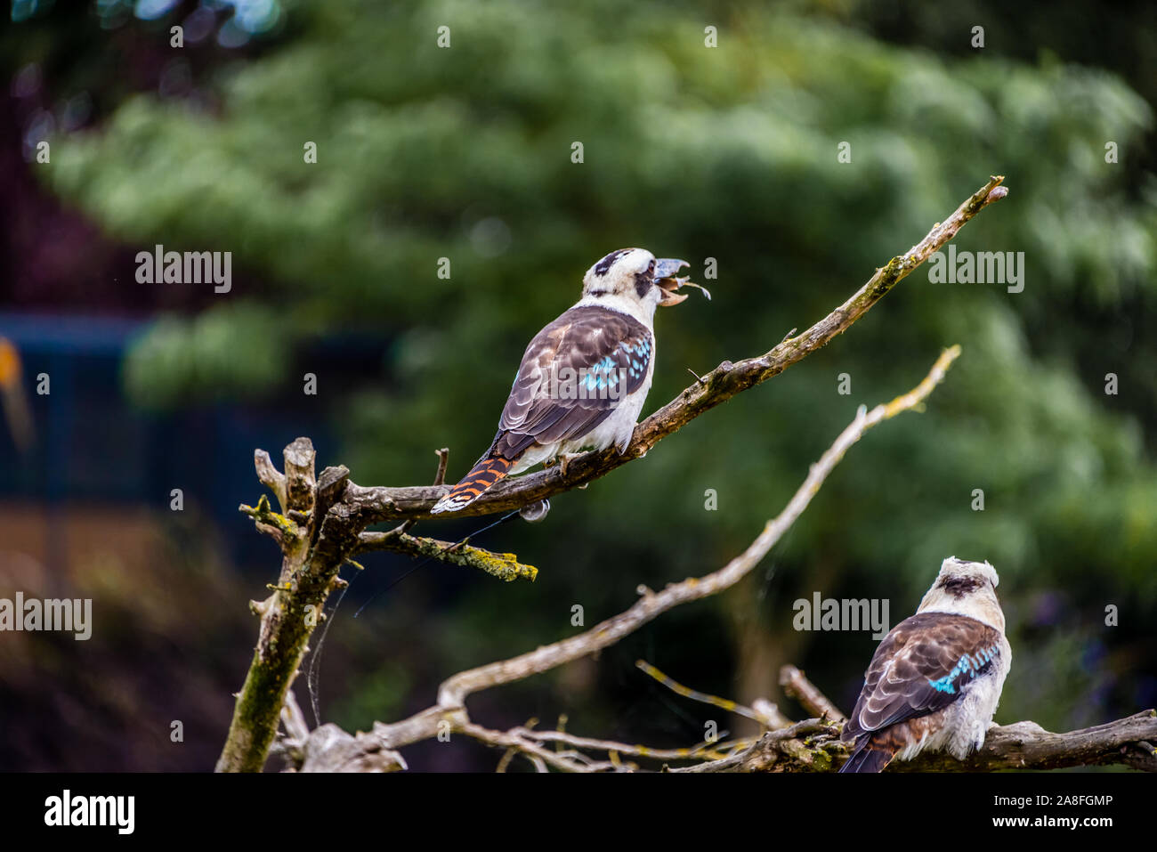 Carnivorous bird hi-res stock photography and images - Alamy