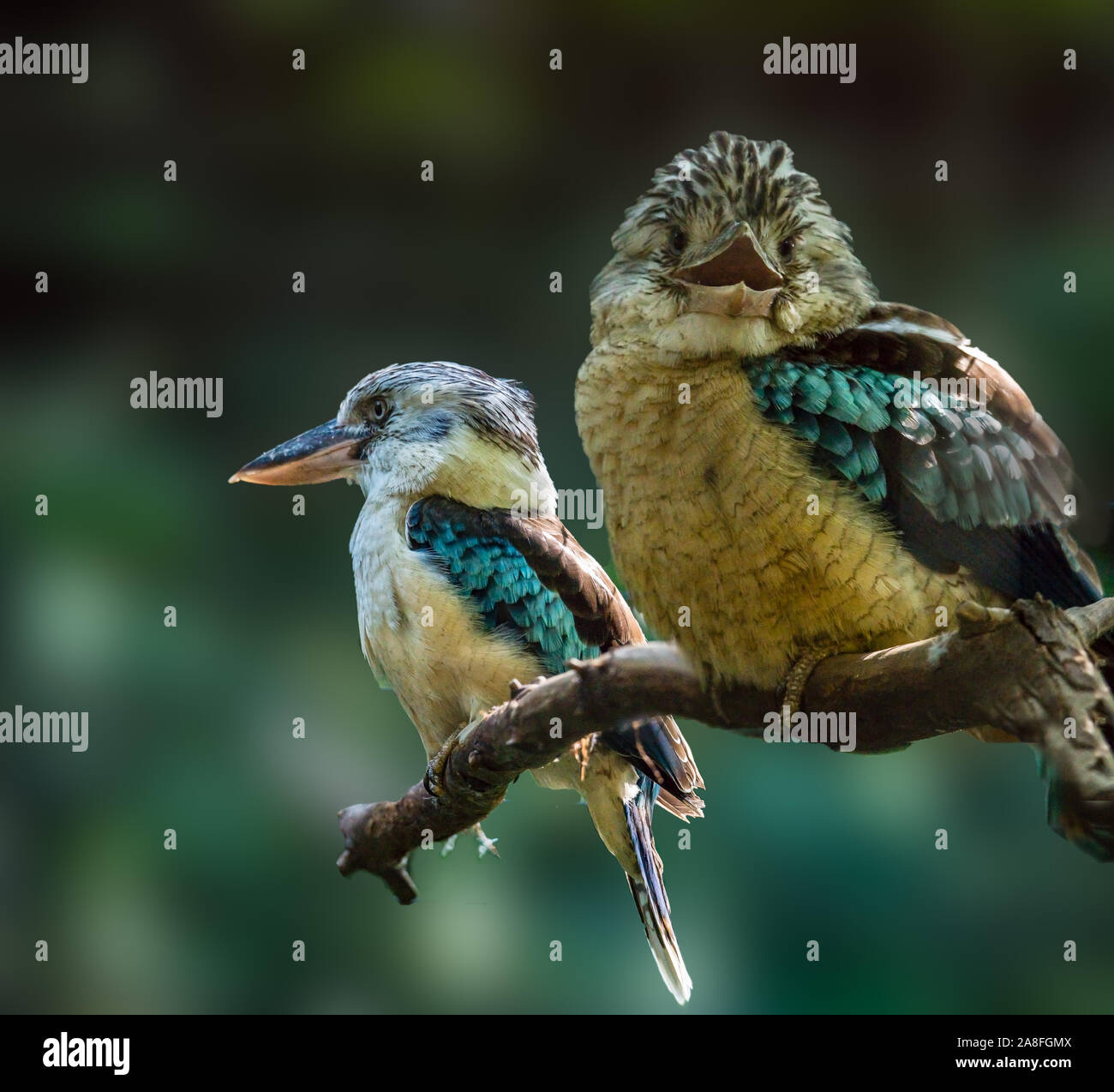 Carnivorous bird hi-res stock photography and images - Alamy
