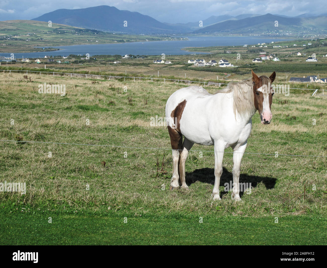 White horse irish field hi-res stock photography and images - Alamy