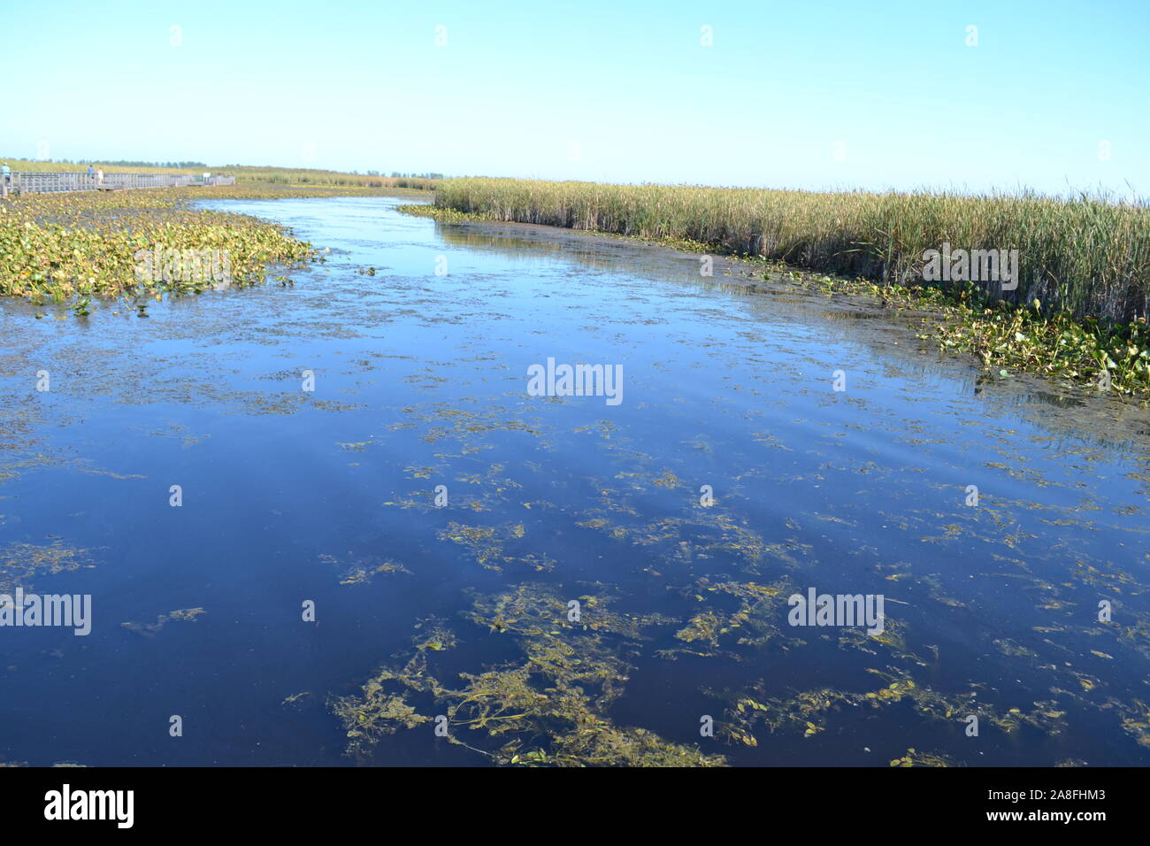 Still water at Point Pelee marsh Stock Photo - Alamy