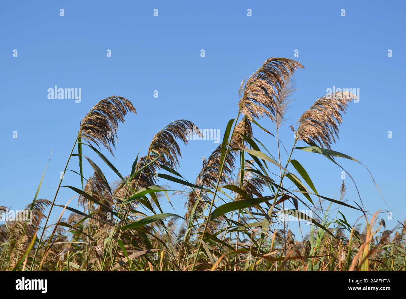 Grass in marsh at point pelee hi-res stock photography and images - Alamy