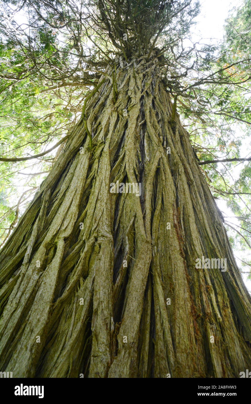 Looking up the trunk of an old growth Western Red Cedar tree in the ...