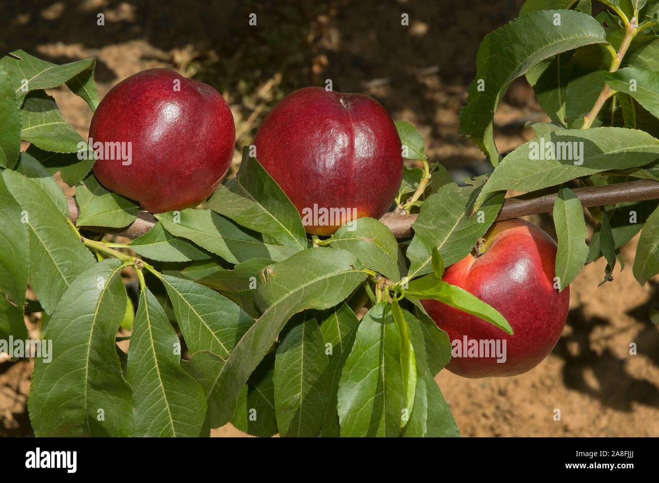 Peach tree, Foliage and fruits, Brenes, Seville province, Region of ...