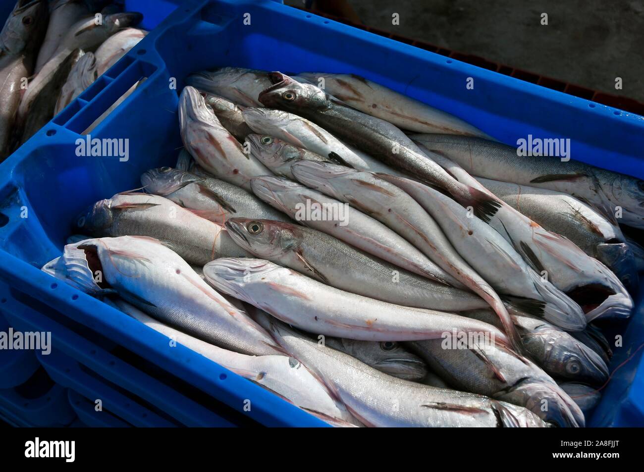Fishing port - fish, Isla Cristina, Huelva-province, Region of ...