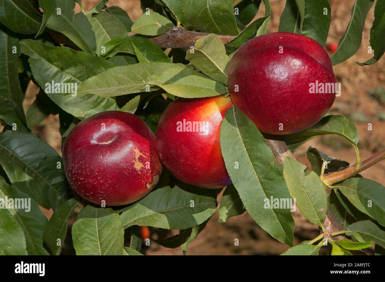 Peach tree, Foliage and fruits, Brenes, Seville province, Region of ...
