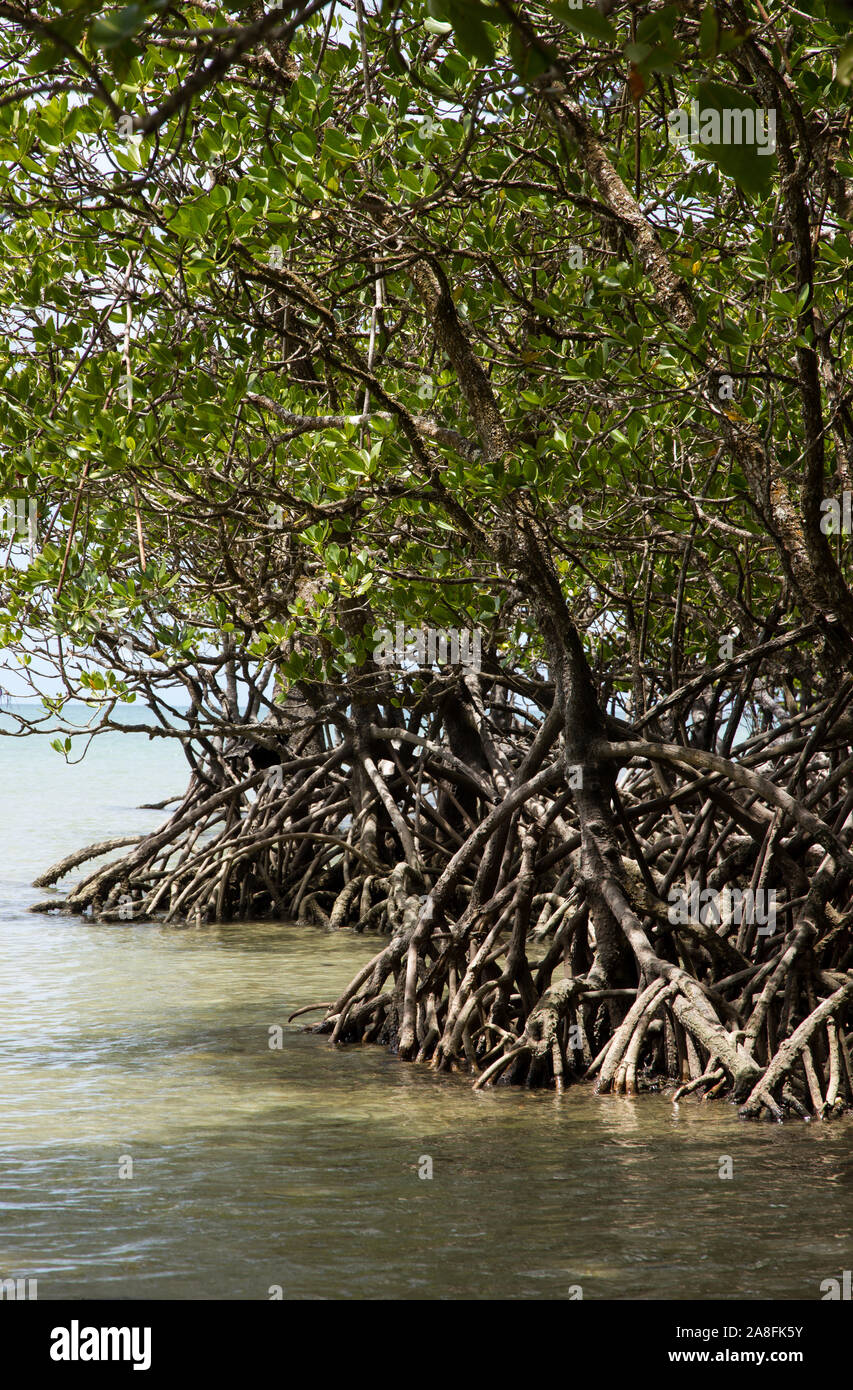 Mangroves australia hi-res stock photography and images - Alamy