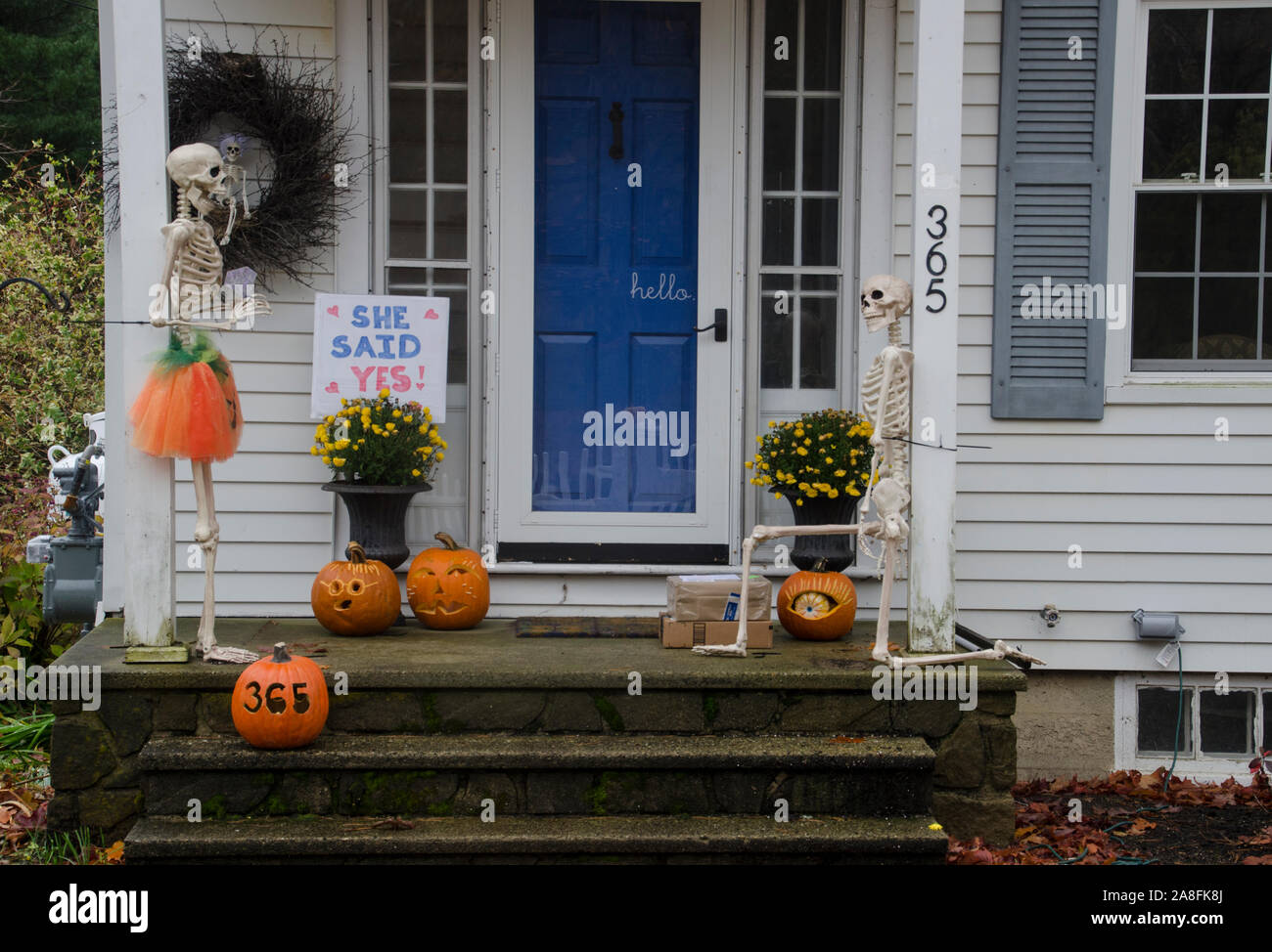 Skeleton marriage proposal on front porch in front yard, Yarmouth Maine ...