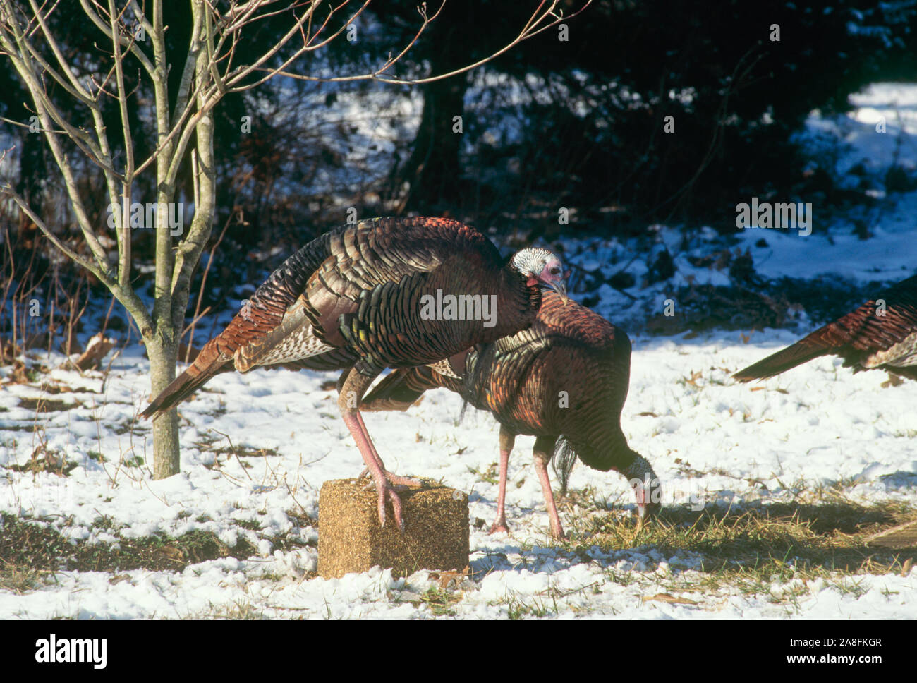 group of native wild turkeys, meleagris gallapavo, forage in winter ...