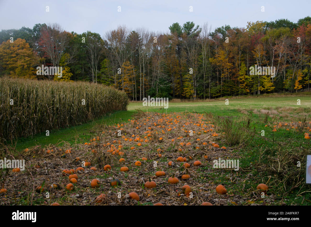 Fall pumpkins lying in a field beside a corn maze and fall foliage in ...