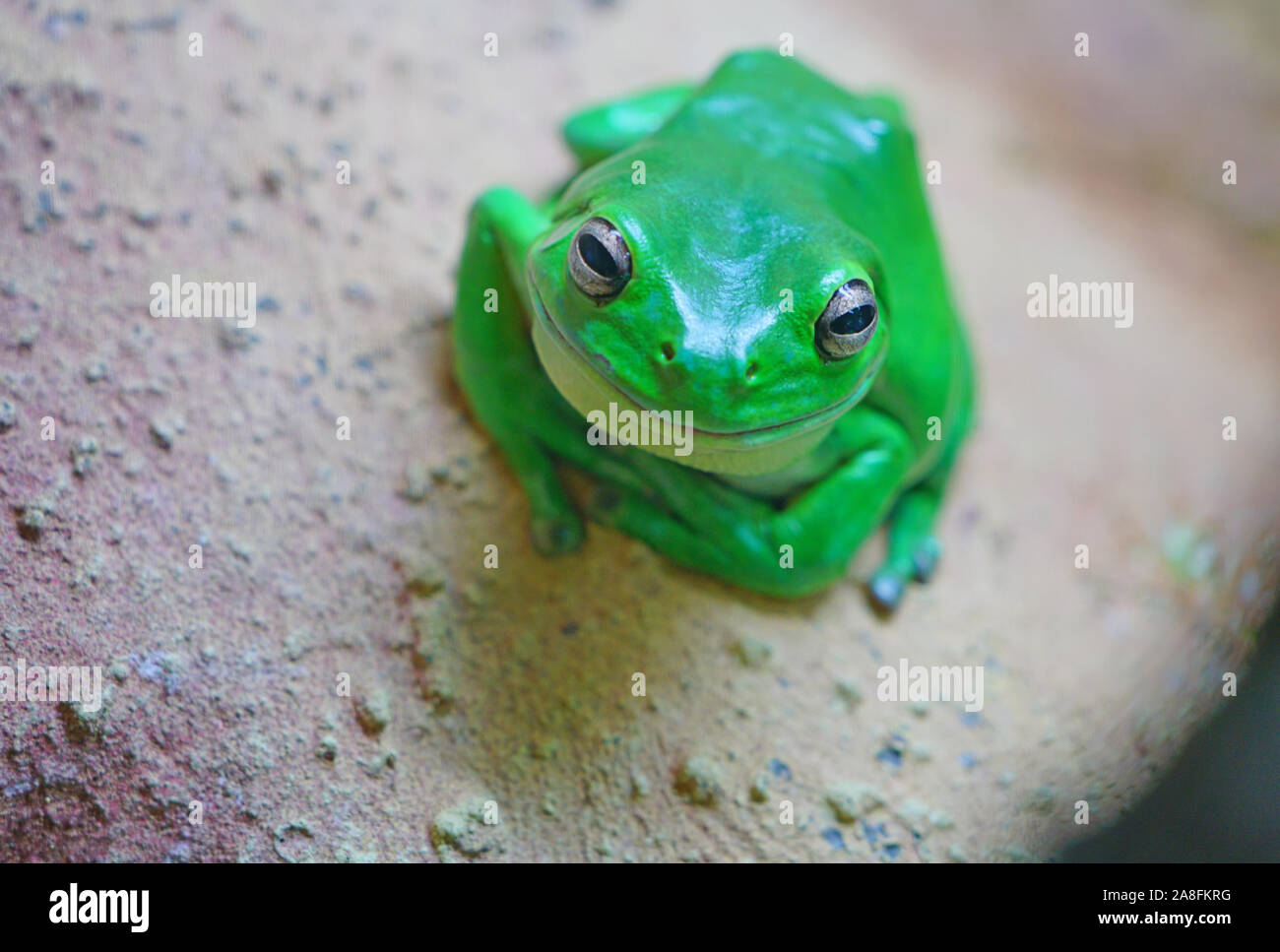 A green tree frog amphibian Stock Photo - Alamy