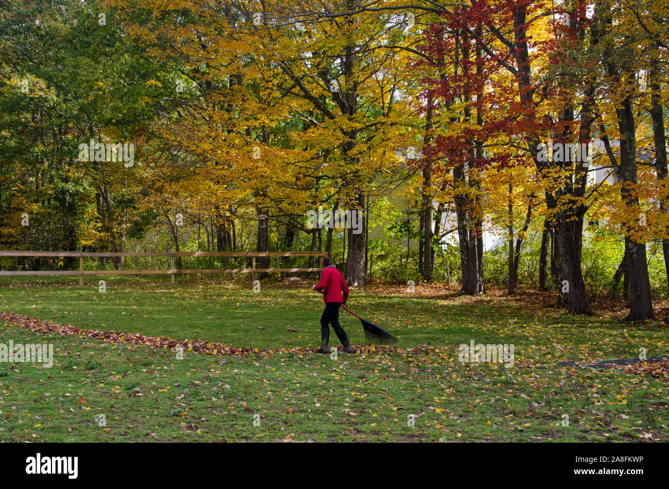 Woman raking leaves hi-res stock photography and images - Alamy