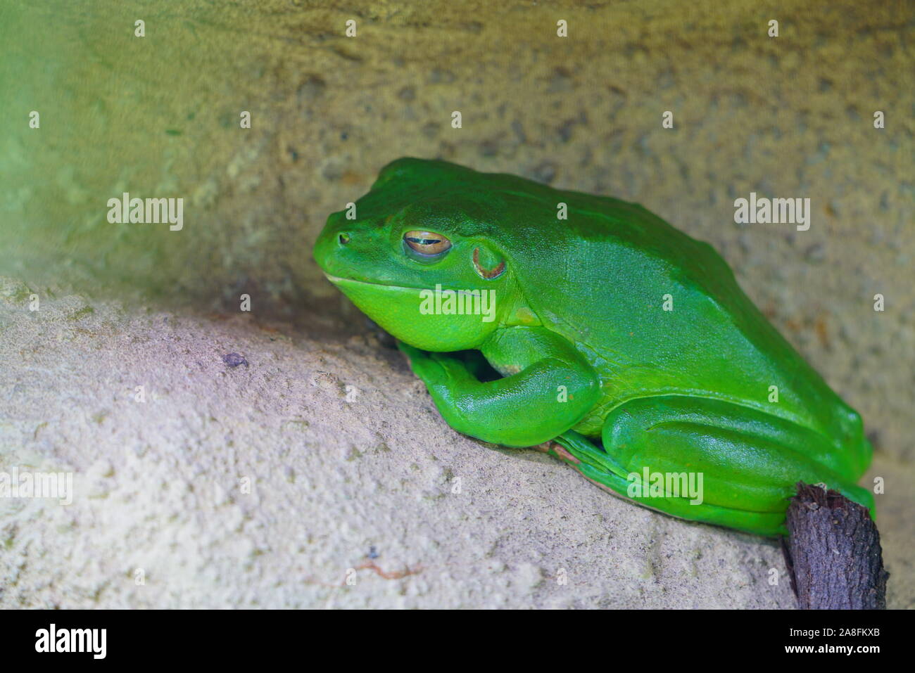 A green tree frog amphibian Stock Photo - Alamy