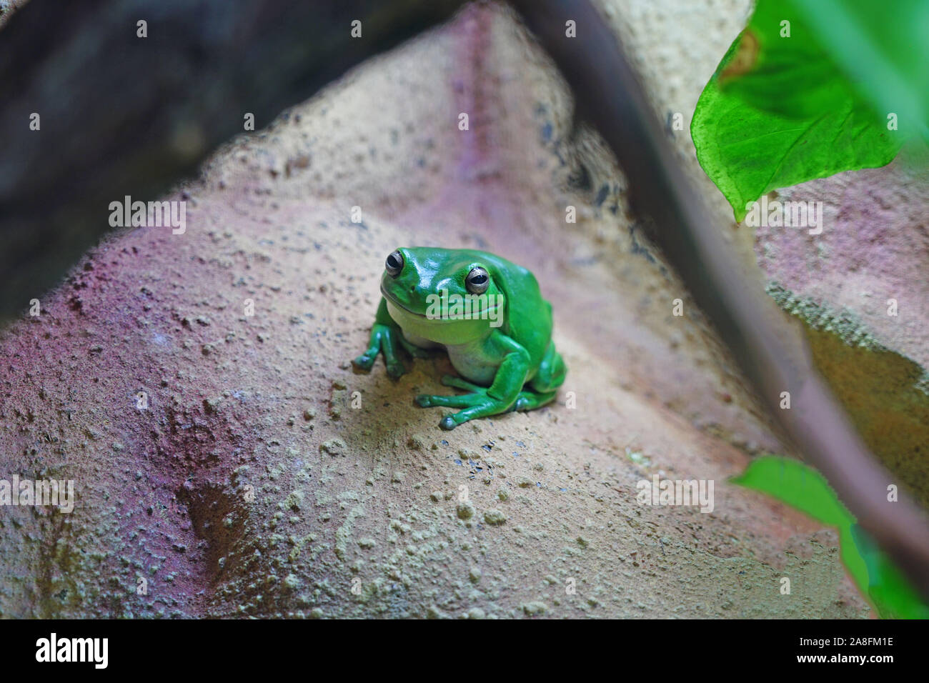 A green tree frog amphibian Stock Photo - Alamy