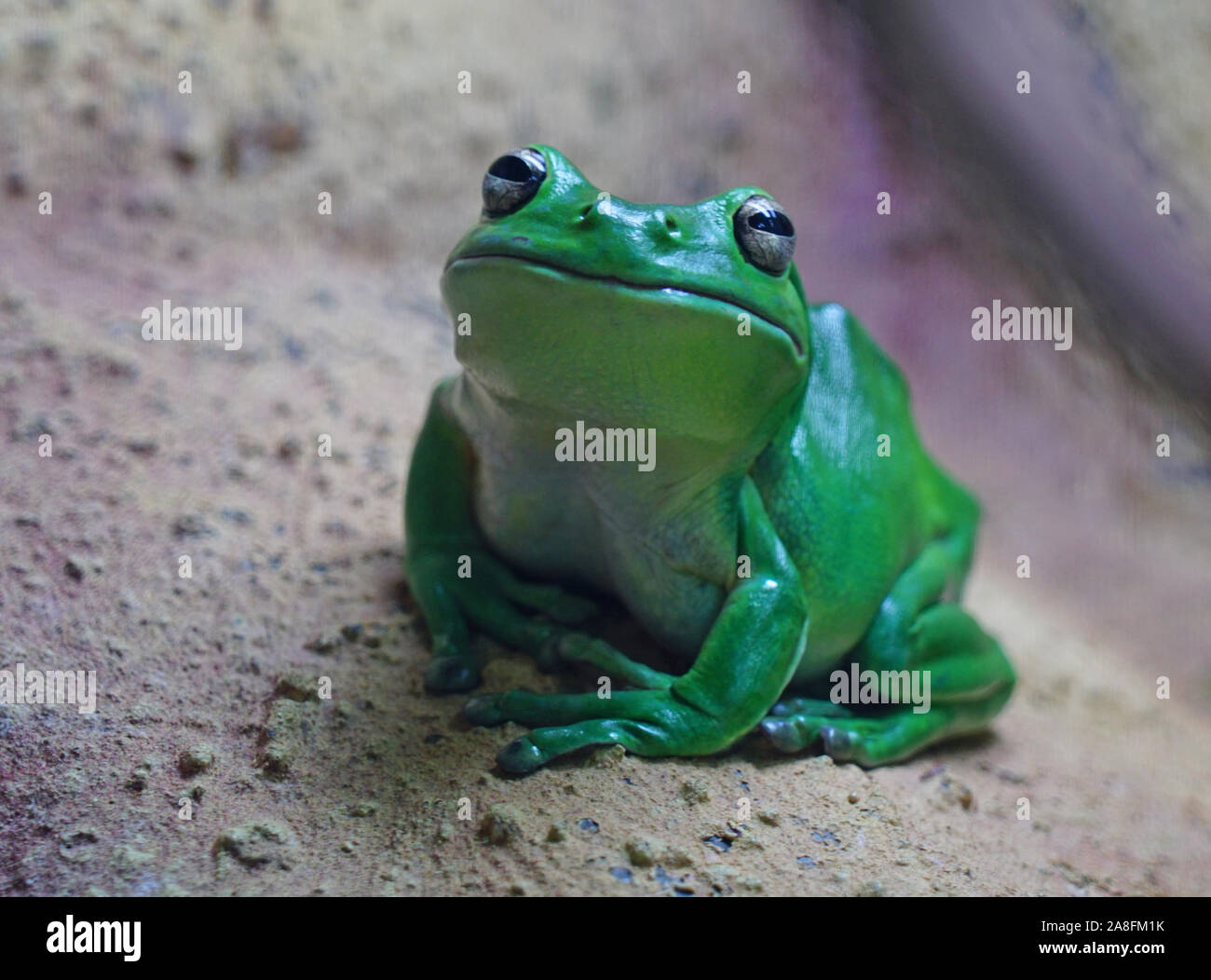 A green tree frog amphibian Stock Photo - Alamy
