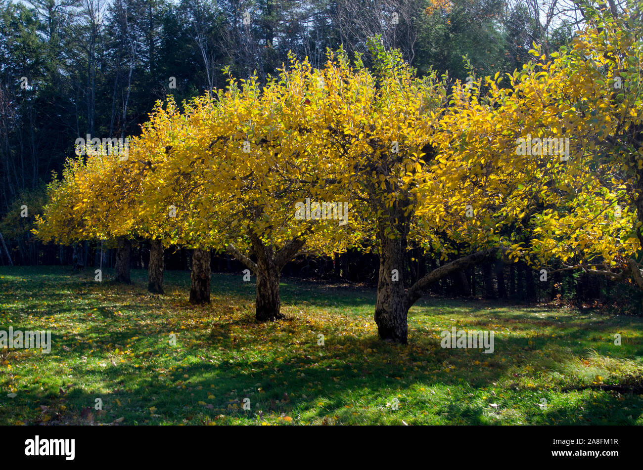 Orchard trees hi-res stock photography and images - Alamy