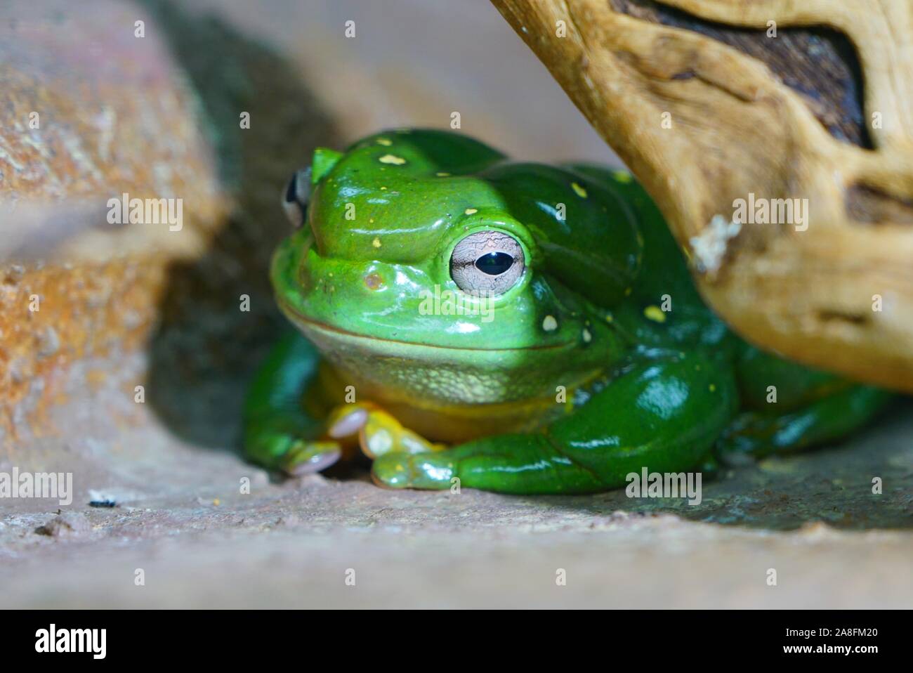 A green tree frog amphibian Stock Photo - Alamy
