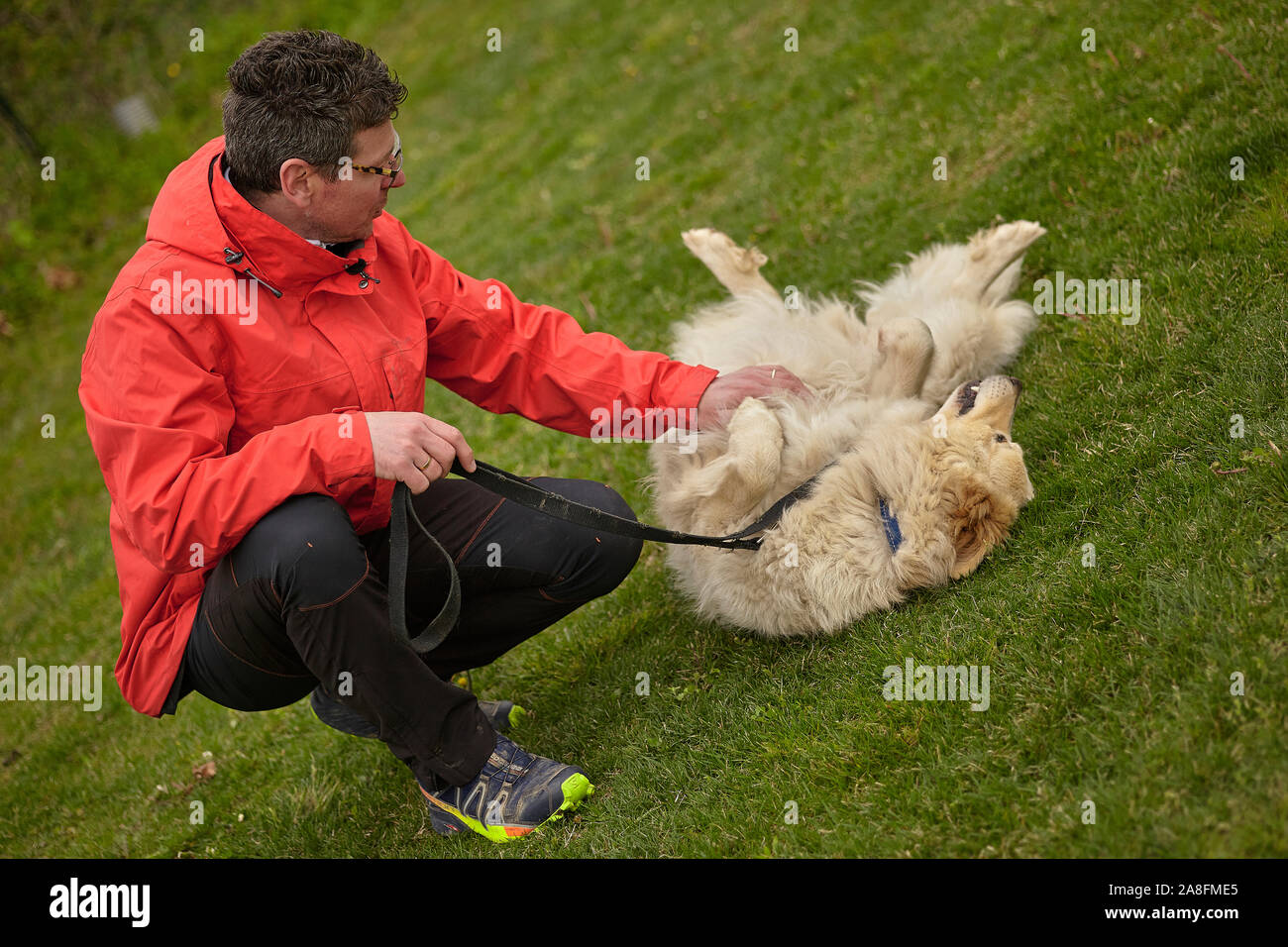 Man walking yellow labrador dog hi-res stock photography and images - Alamy