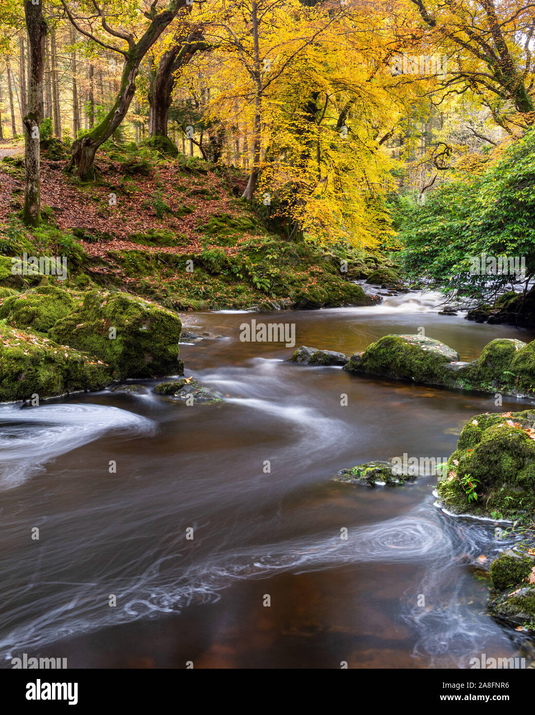 Fall on the Shimna River Stock Photo - Alamy