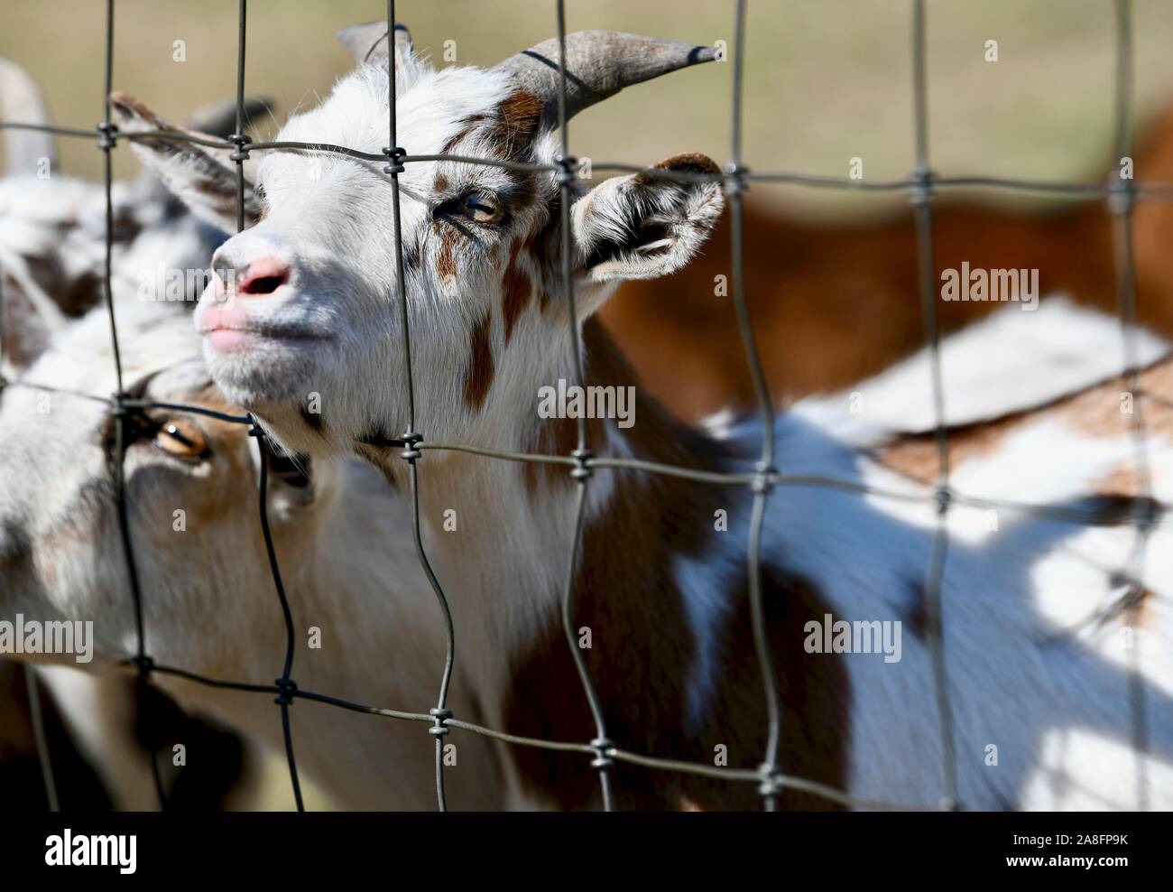 Goat Head In A Fence High Resolution Stock Photography and Images - Alamy