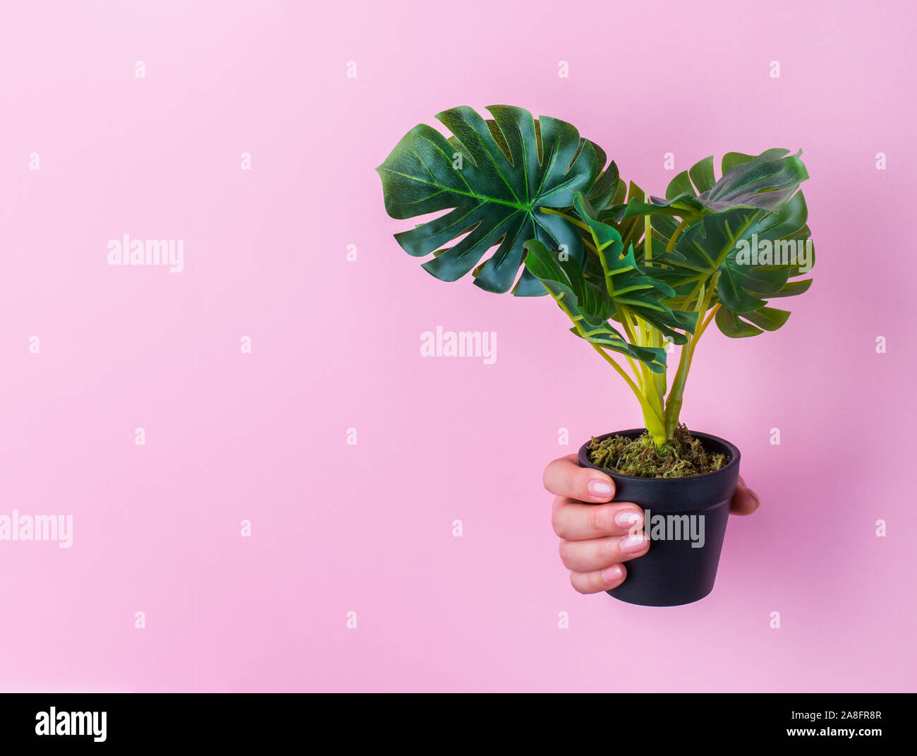 Tropical monstera plant in a flower pot on a pink background Stock ...