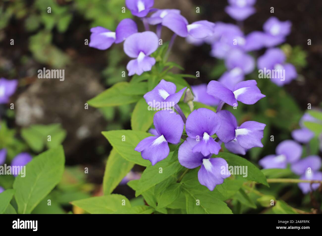 Purple flower tropical outside Stock Photo - Alamy