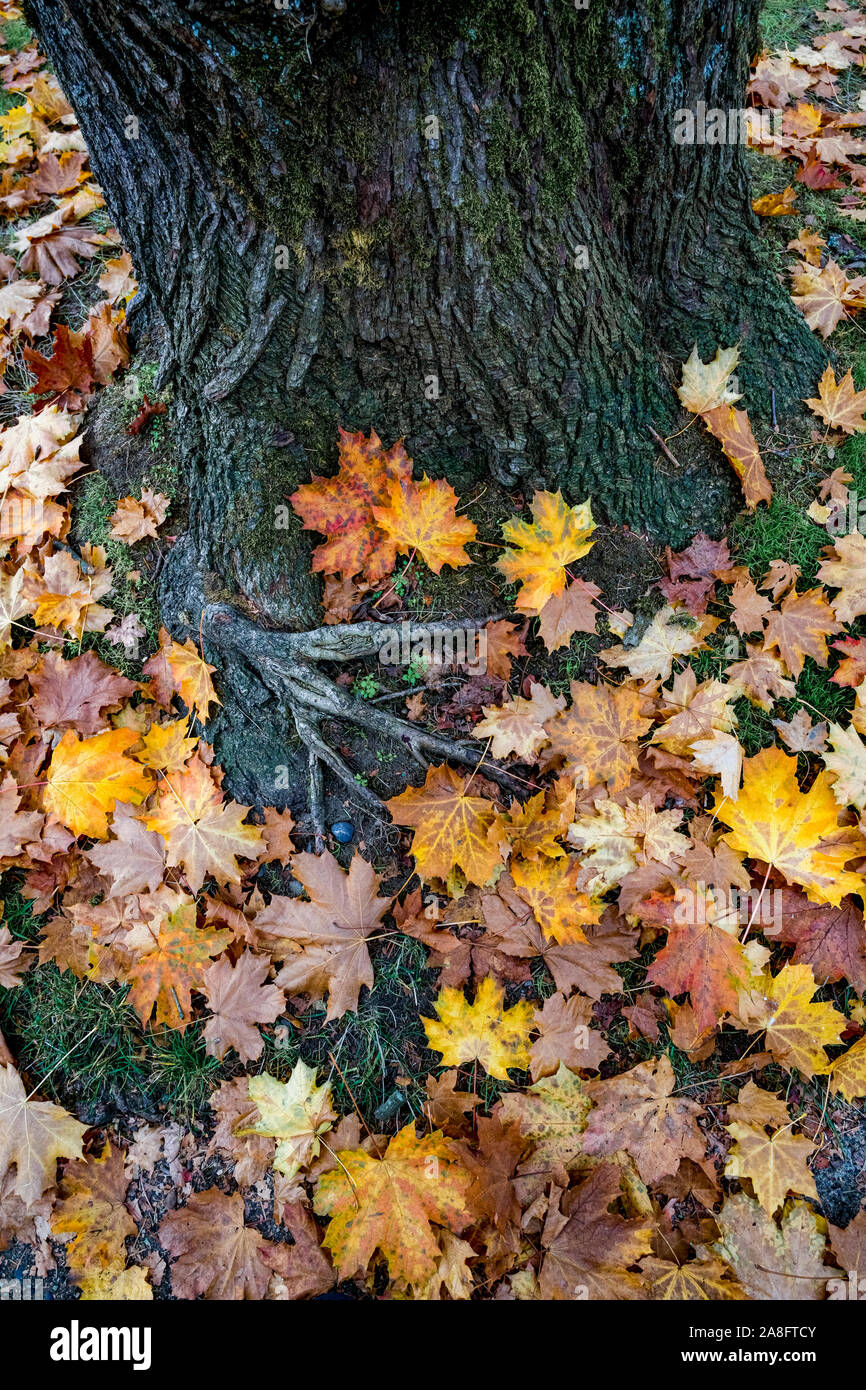 Fallen Tree Roots High Resolution Stock Photography and Images - Alamy