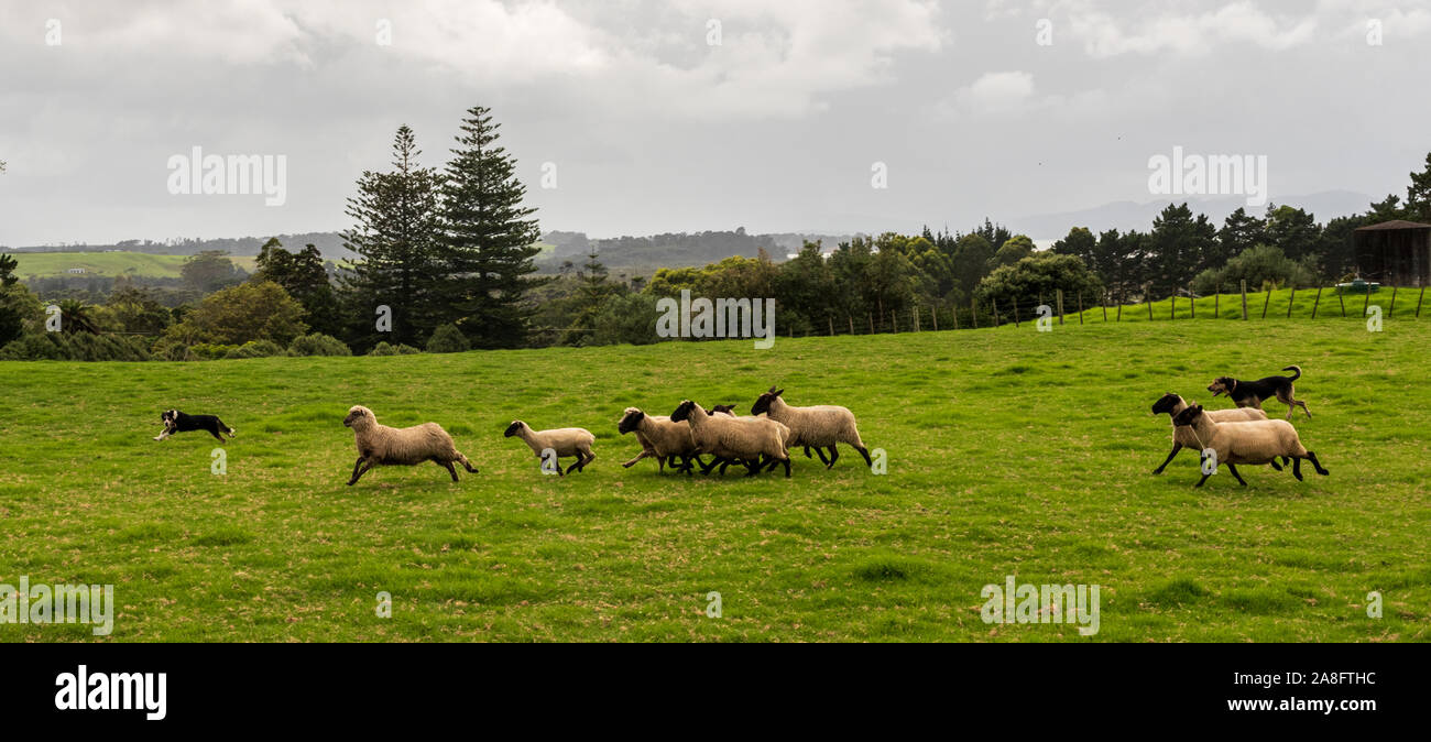 New zealand sheep farm dog hi-res stock photography and images - Alamy