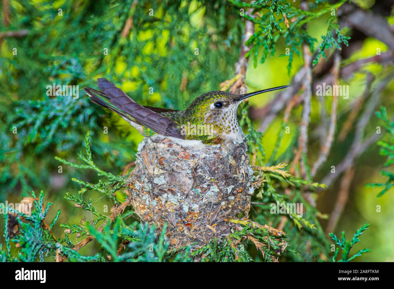 Hummingbird eggs hi-res stock photography and images - Alamy