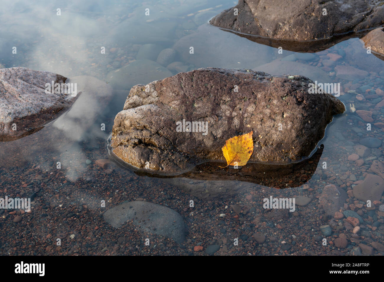 Paper birch leaf (Betula papyrifera) on rock, fall, Lake Superior ...