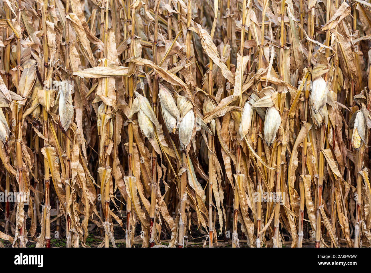 Corn Harvest, Autumn, Indiana, USA, by James D Coppinger/Dembinsky ...