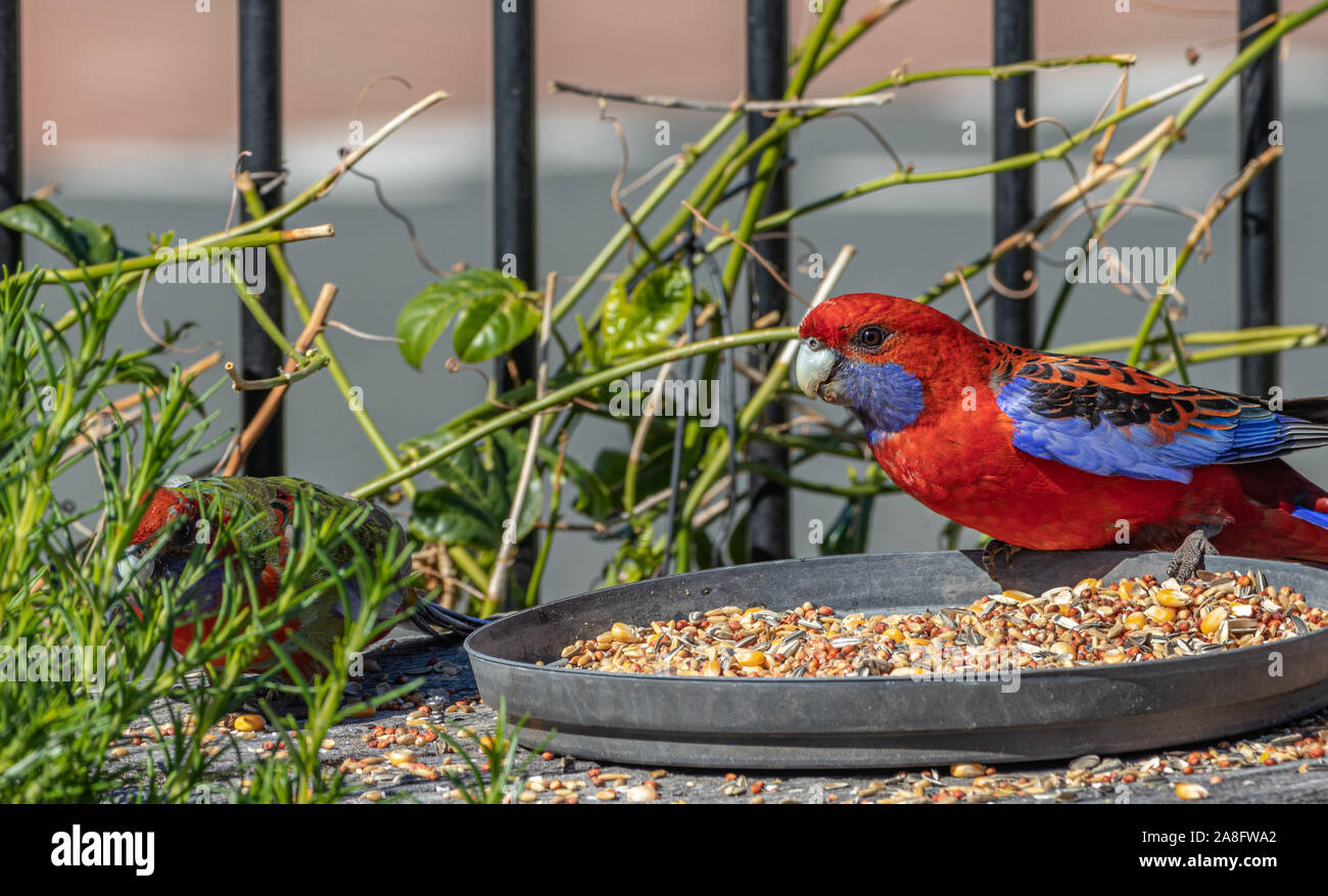 Native rosella plant hi-res stock photography and images - Alamy