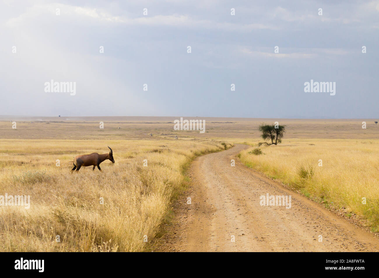 Serengeti National Park landscape, Tanzania, Africa. African panorama ...