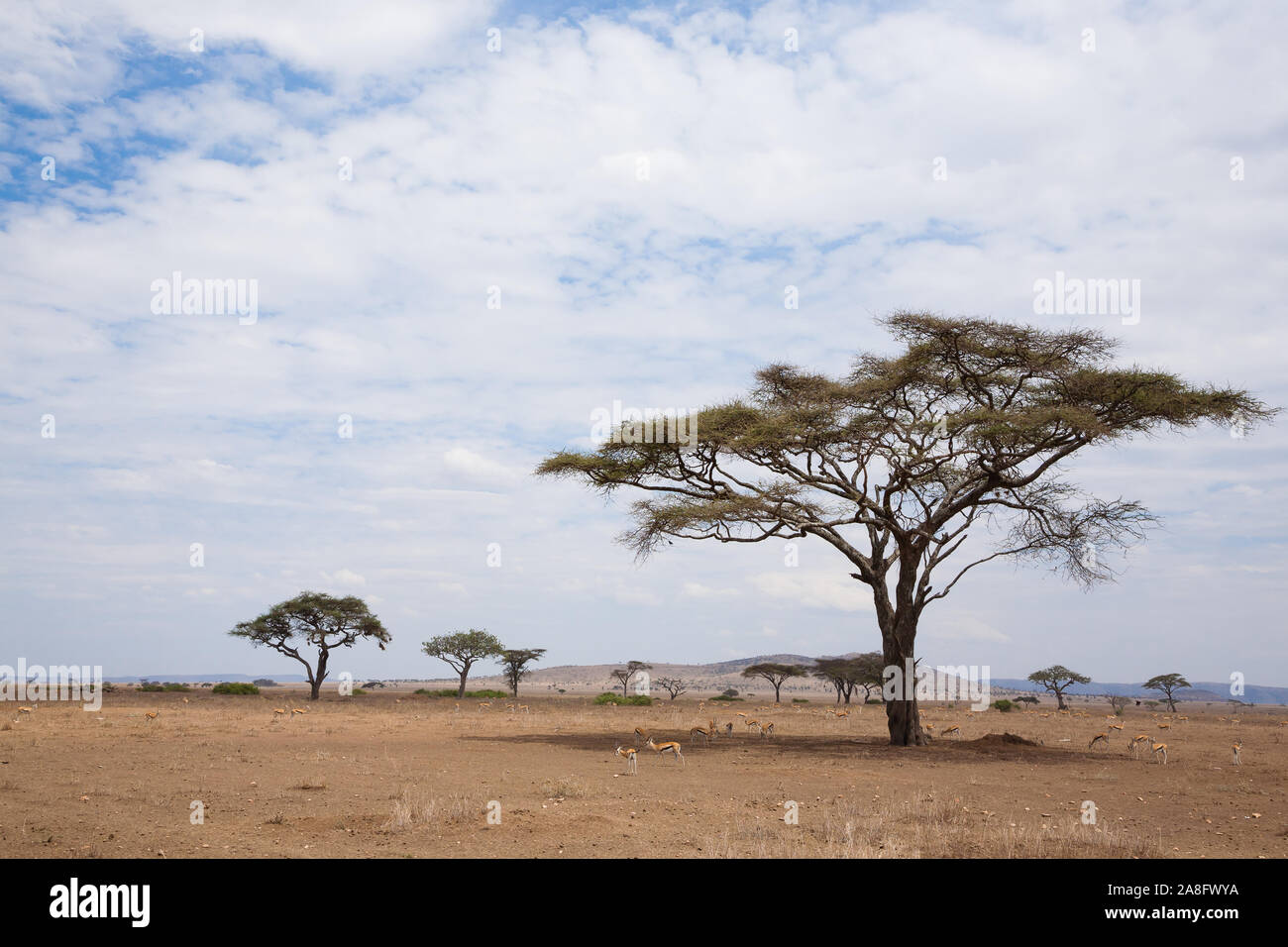 Serengeti National Park landscape, Tanzania, Africa. African panorama ...