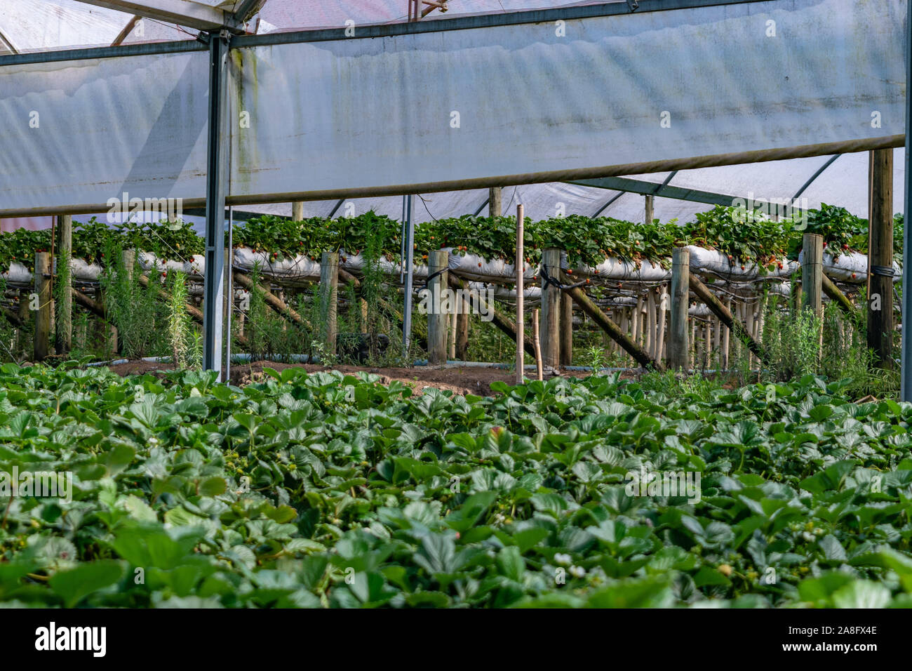 Organic Strawberry agricultural Greenhouse with hydroponic shelving ...