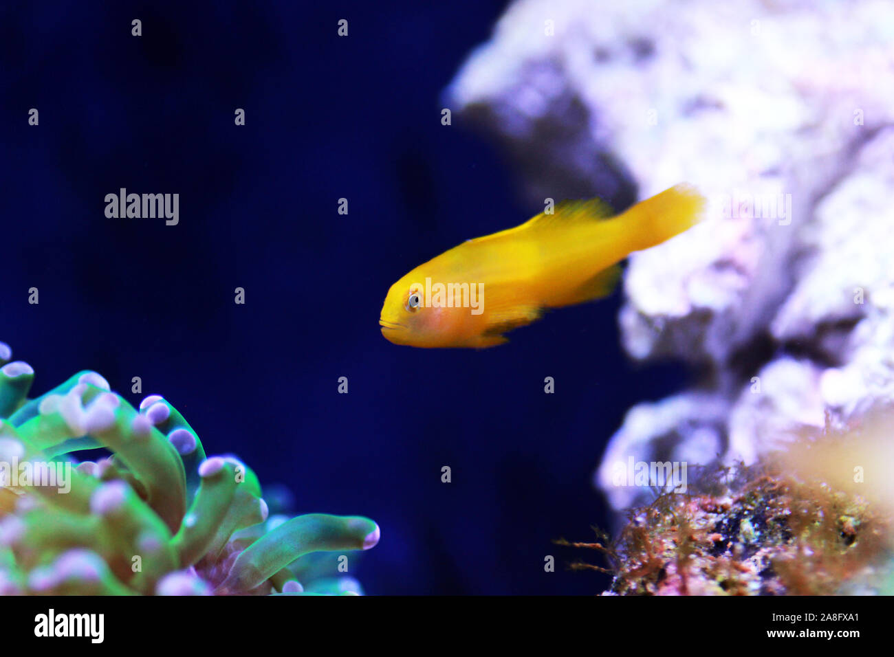 Yellow clown goby - Gobiodon okinawae Stock Photo - Alamy