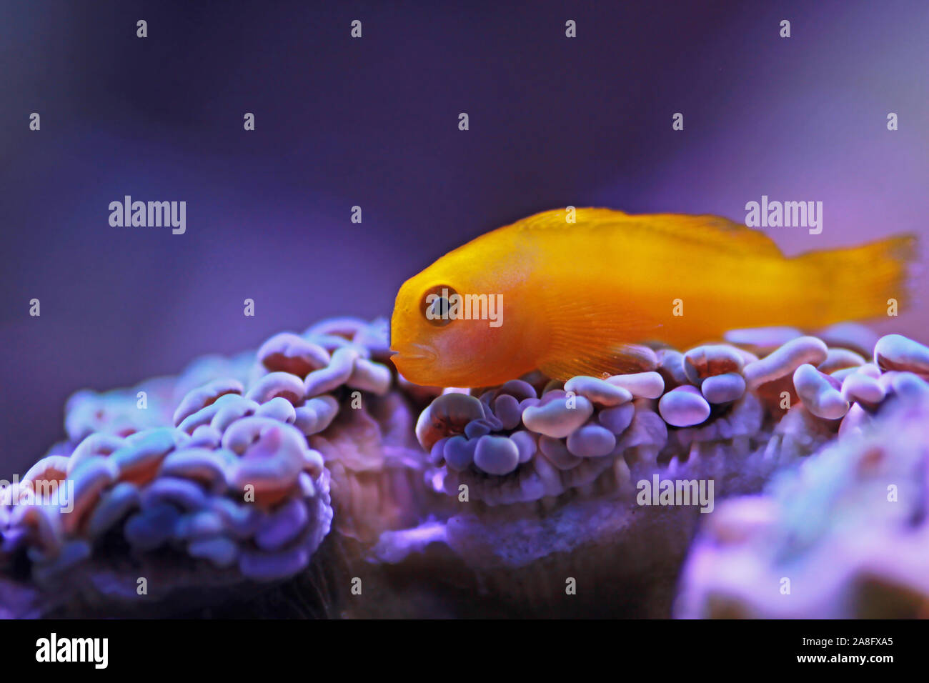 Yellow clown goby - Gobiodon okinawae Stock Photo - Alamy
