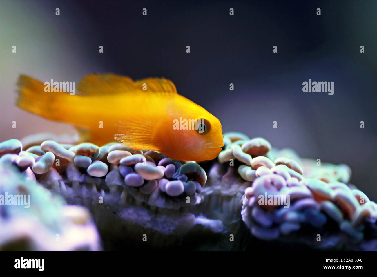 Yellow clown goby - Gobiodon okinawae Stock Photo - Alamy