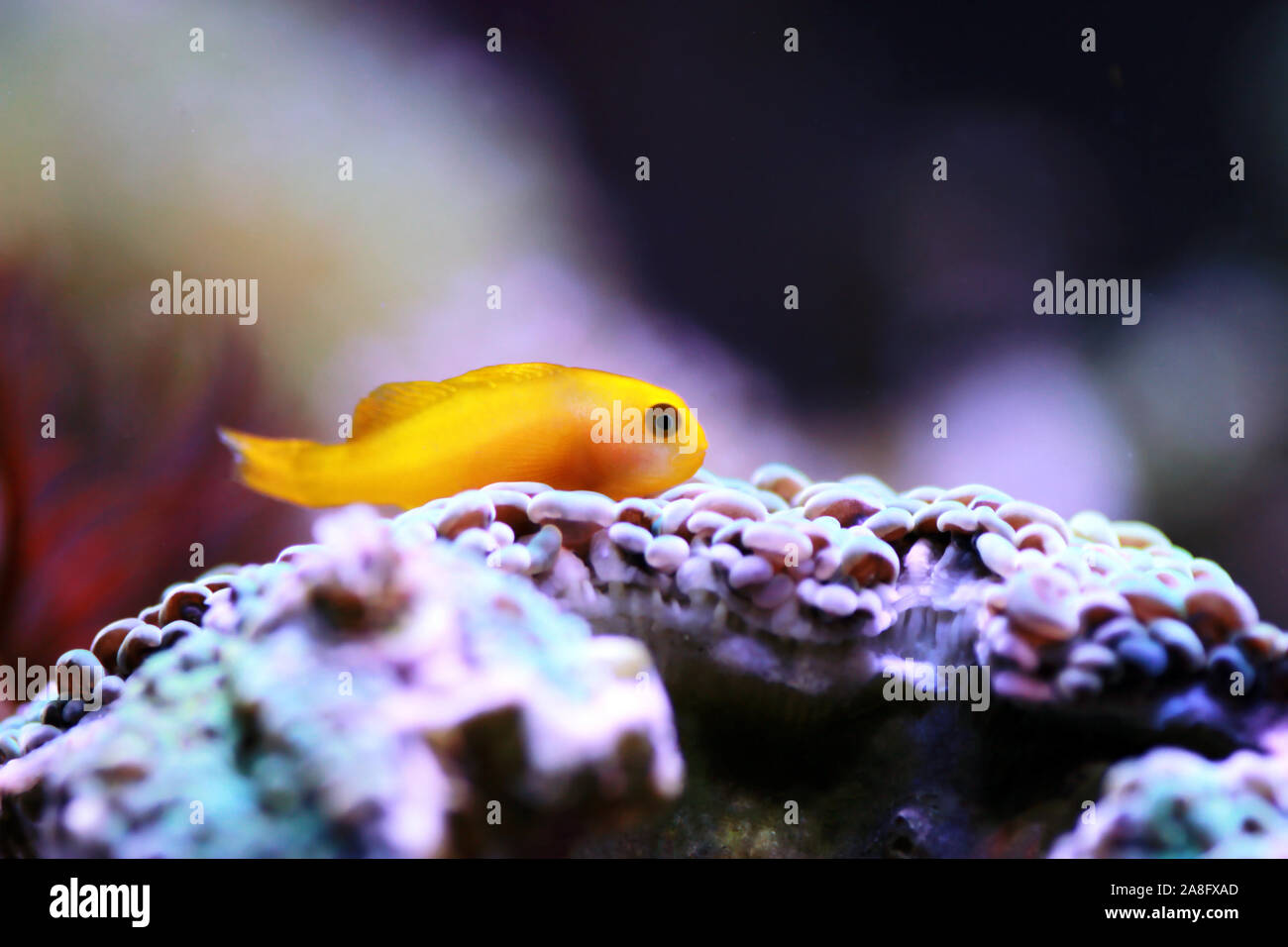 Yellow clown goby - Gobiodon okinawae Stock Photo - Alamy