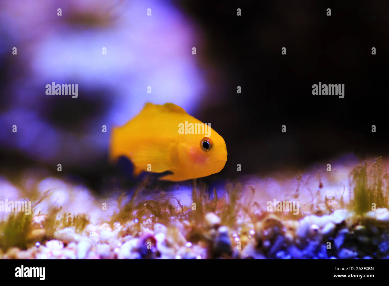 Yellow clown goby - Gobiodon okinawae Stock Photo - Alamy