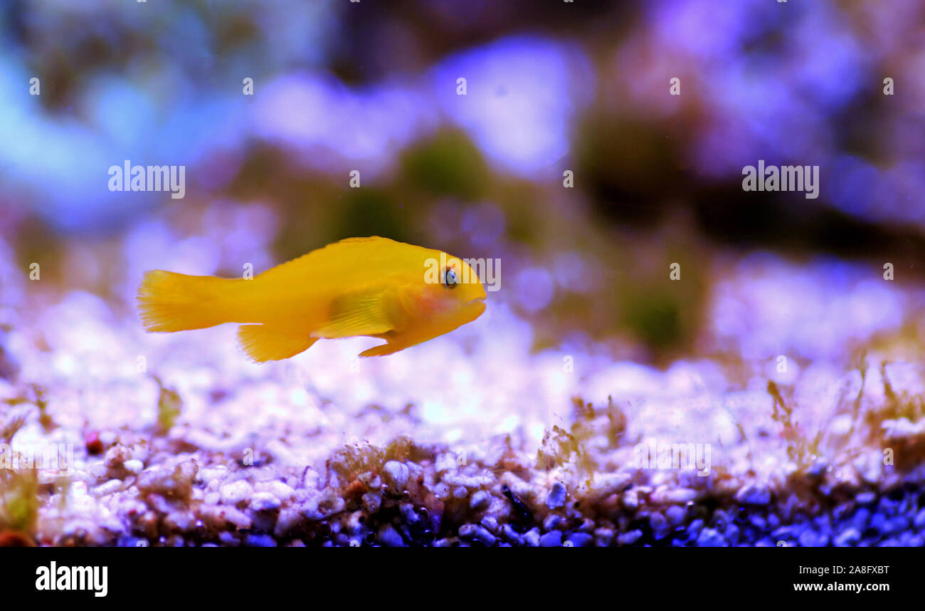 Lemon goby gobiodon citrinus hi-res stock photography and images - Alamy